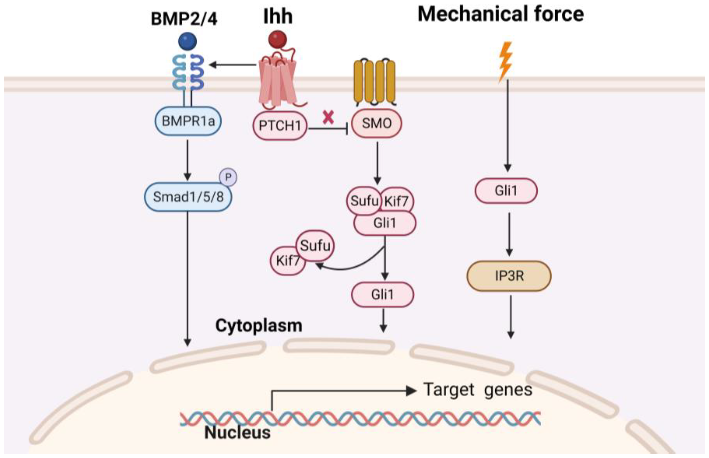 The Role of Gli1+ Mesenchymal Stem Cells in Osteogenesis of ...