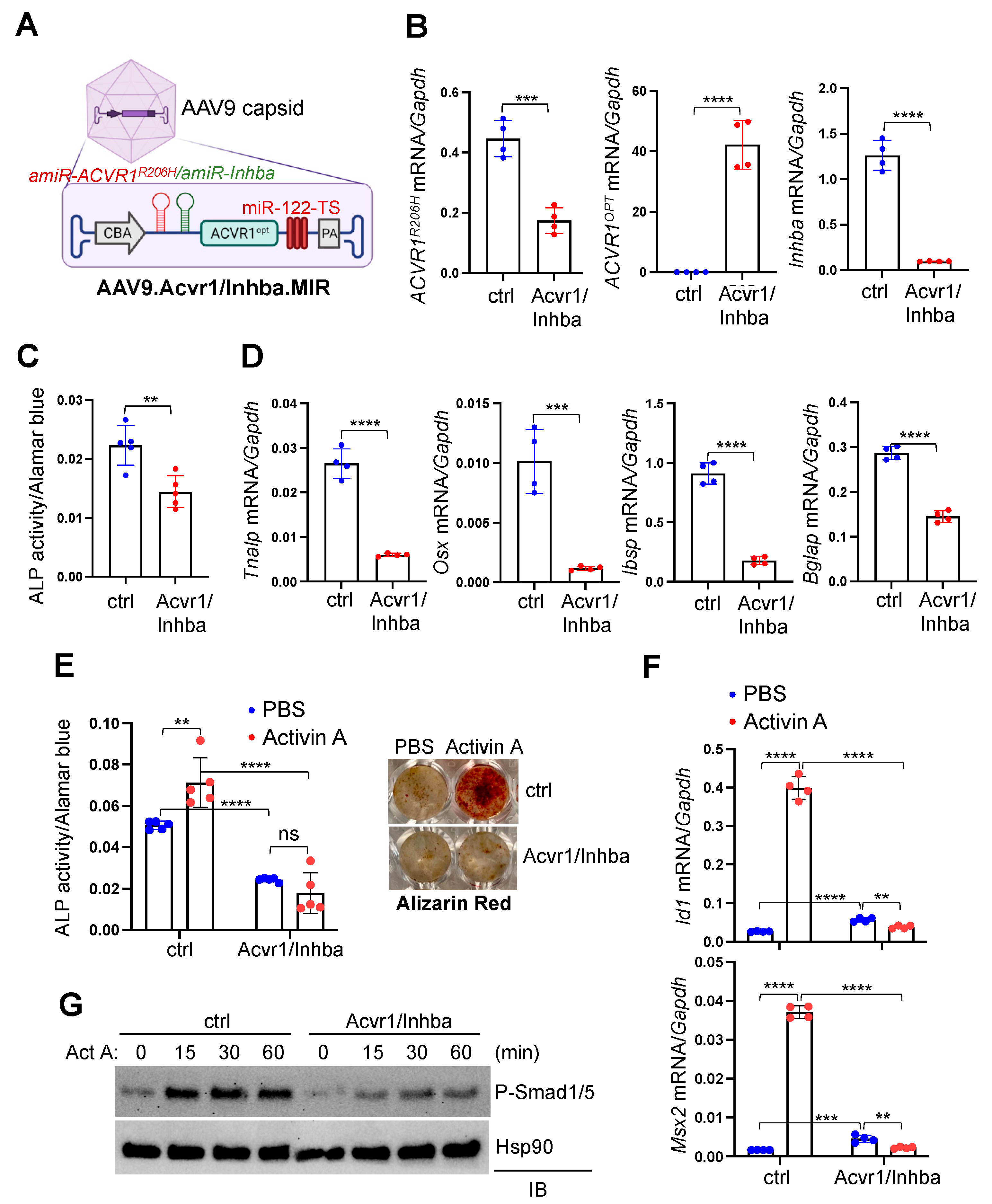 AAV-Mediated Targeting of the Activin A-ACVR1R206H Signaling in ...