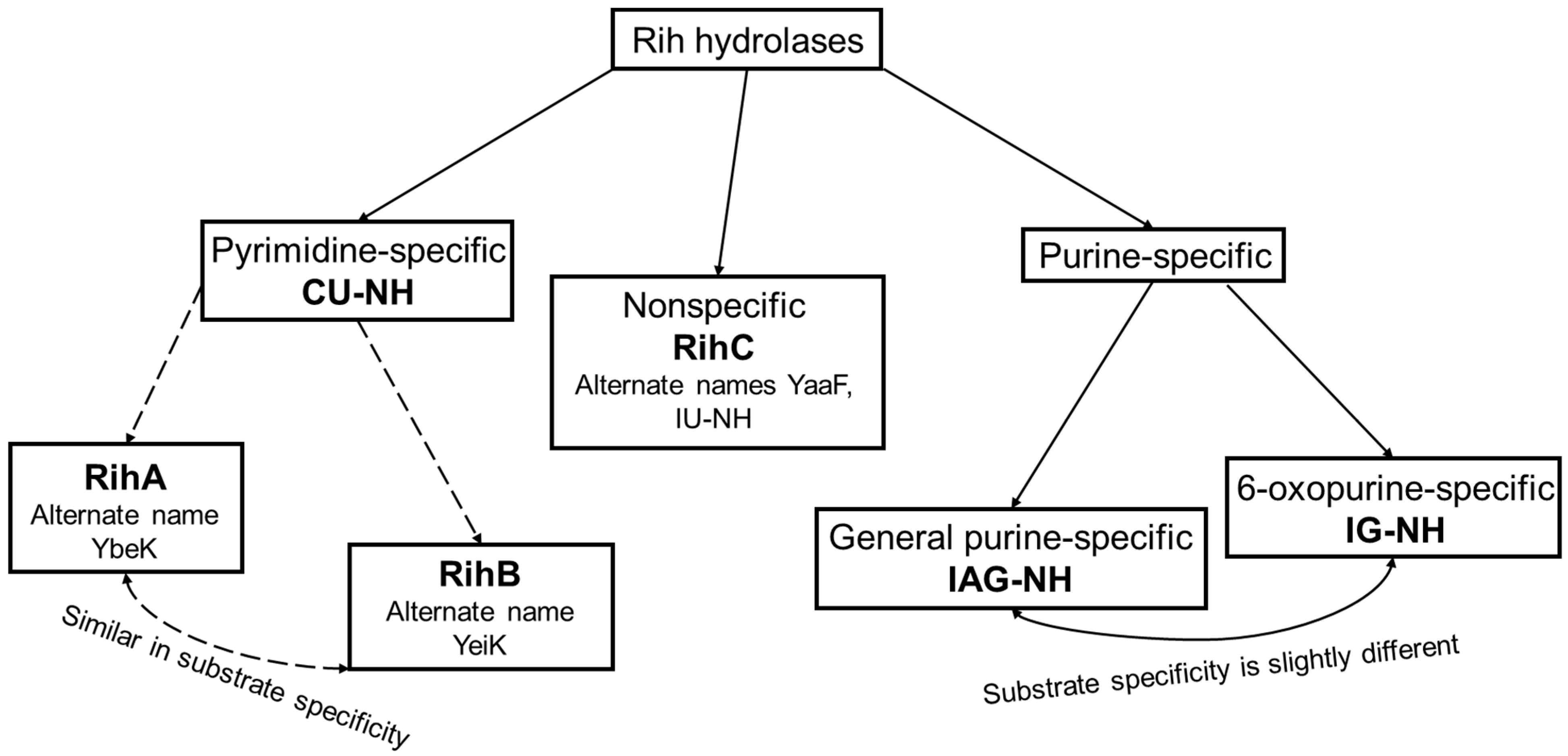 Biomolecules Free Full Text Ribonucleoside Hydrolases Structure
