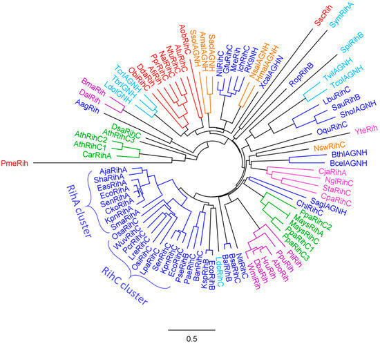 Biomolecules Free Full Text Ribonucleoside Hydrolases Structure