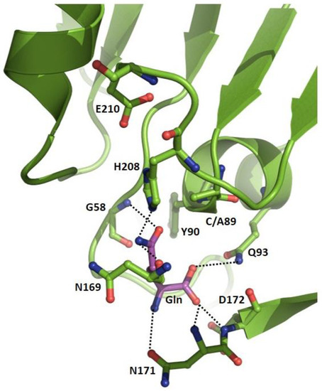 GMP Synthetase: Allostery, Structure, and Function