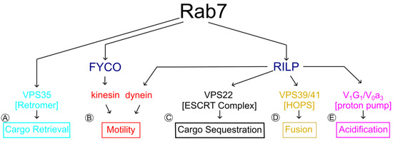 Regulation of Endosomal Trafficking by Rab7 and Its Effectors in ...