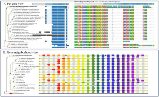 Exploring Pan-Genomes: An Overview of Resources and Tools for Unraveling Structure, Function ...