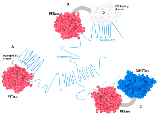 Engineering Plastic Eating Enzymes Using Structural Biology