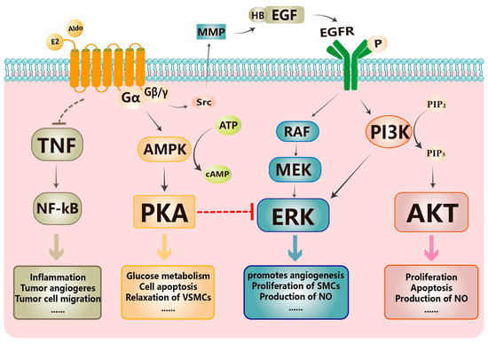 The Role of G Protein-Coupled Estrogen Receptor (GPER) in Vascular ...