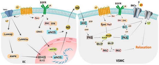 The Role of G Protein-Coupled Estrogen Receptor (GPER) in Vascular ...