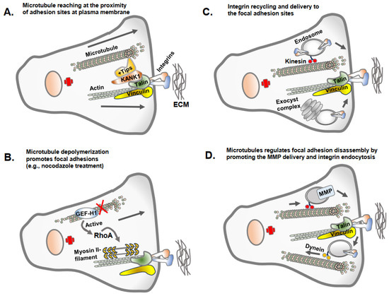 Regulation of Cell Adhesion and Migration via Microtubule Cytoskeleton Organization, Cell ...