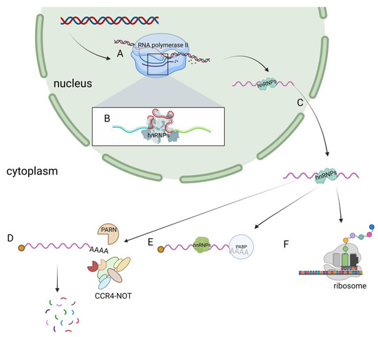 Research Progress on the Structural and Functional Roles of hnRNPs in ...