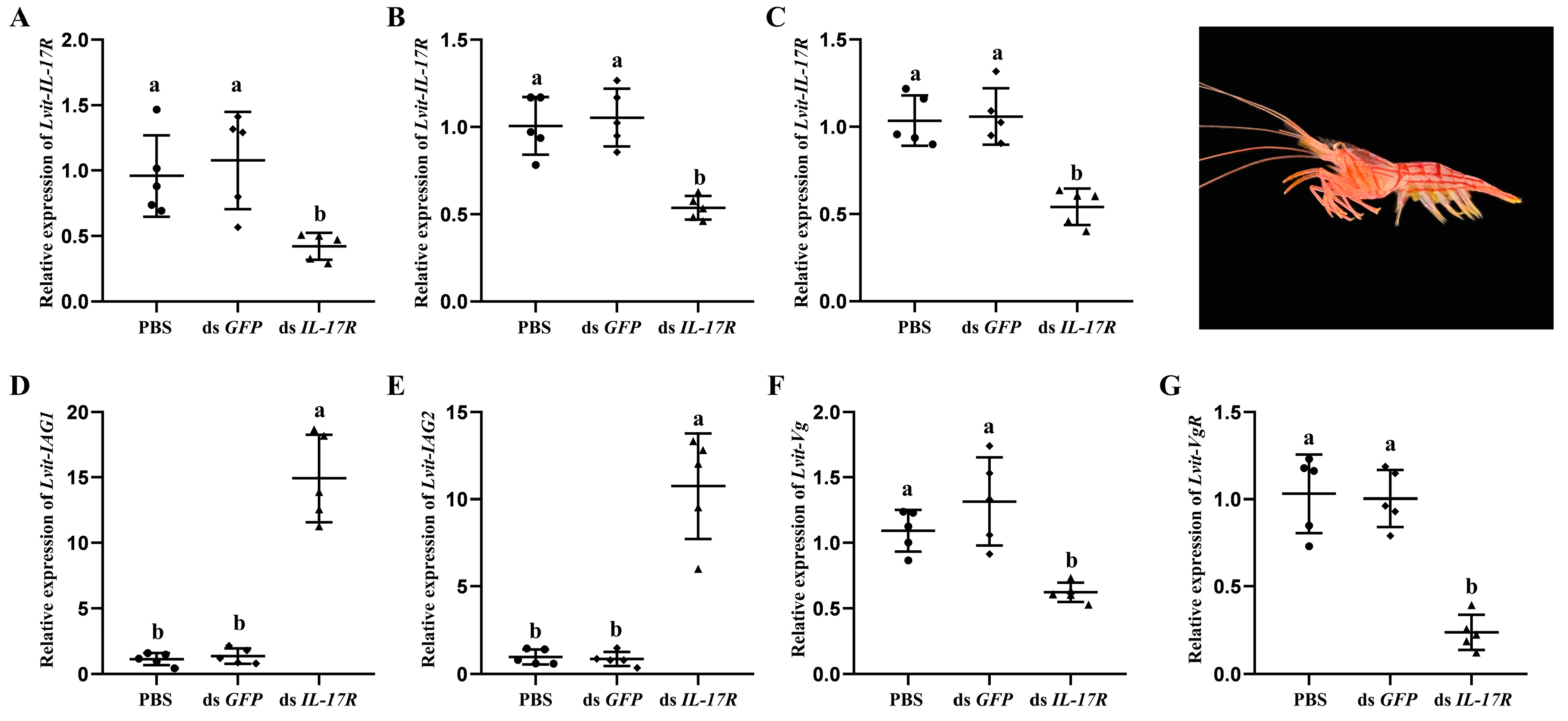 Biomolecules Free Full Text Identification Of Crustacean Female Sex
