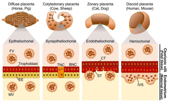 Acquisition and Exaptation of Endogenous Retroviruses in Mammalian Placenta