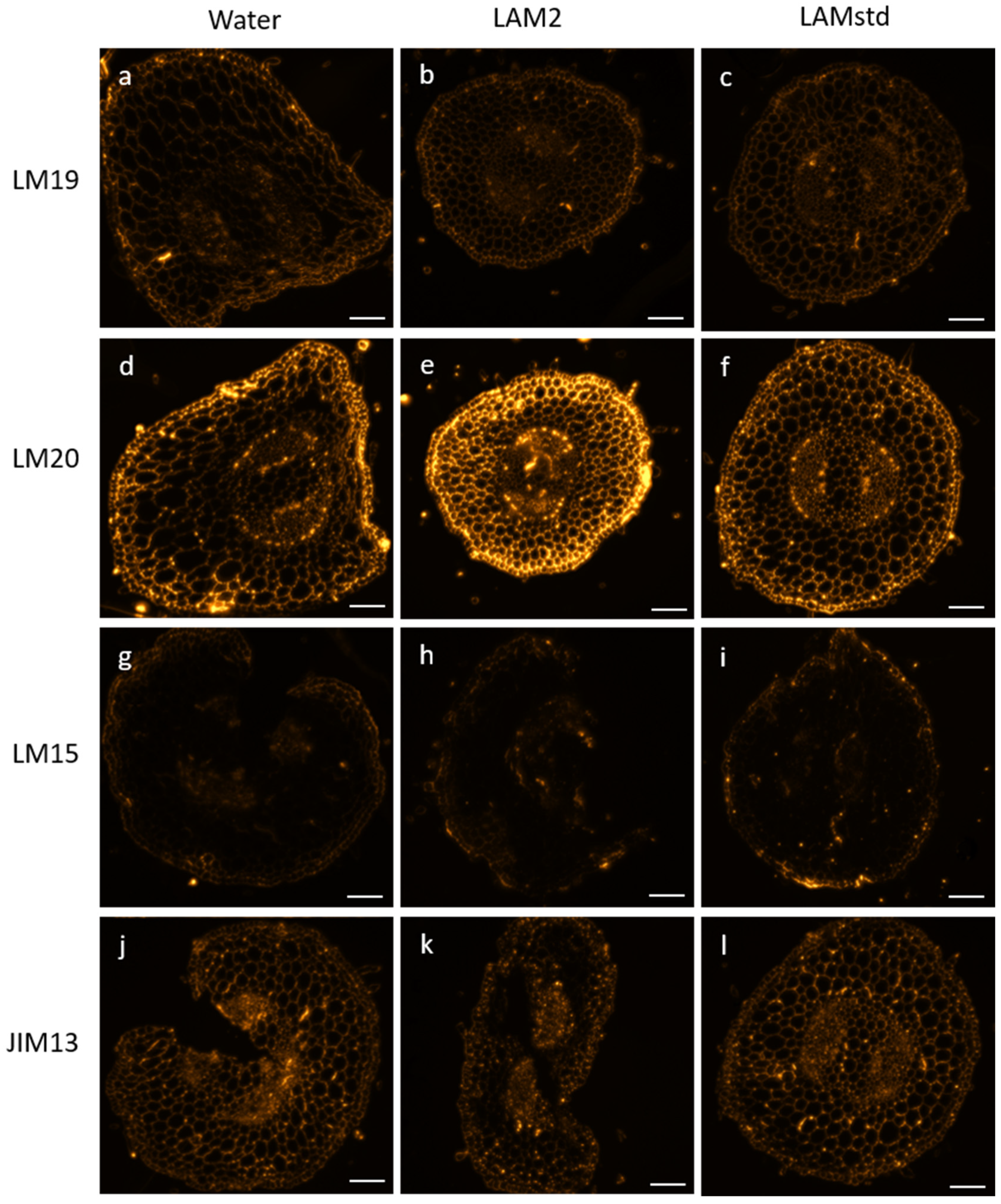 LAM2: An Unusual Laminaran Structure for a Novel Plant LAM2: An Unusual Laminaran Structure for a Novel Plant