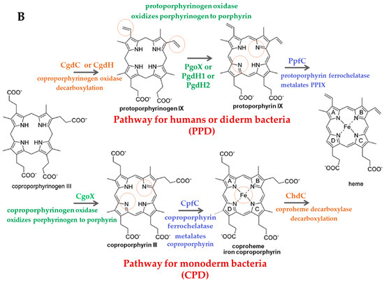 Exploiting Differences in Heme Biosynthesis between Bacterial Species ...