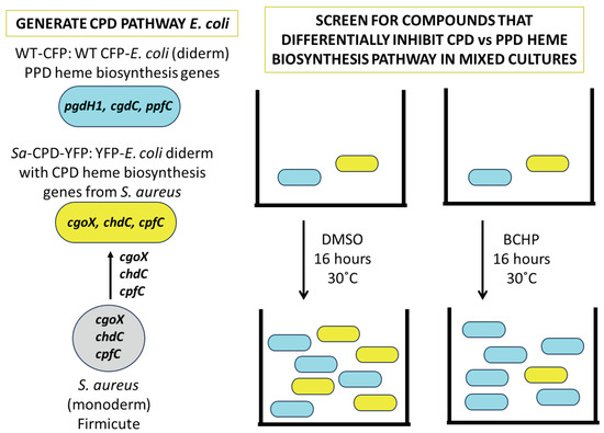 Exploiting Differences in Heme Biosynthesis between Bacterial Species ...