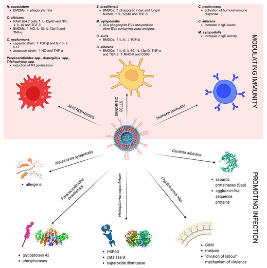 Biomolecules | Free Full-Text | Immunomodulatory Potential of Fungal ...