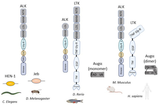 Biomolecules | Free Full-Text | Multifaceted Roles of ALK Family ...