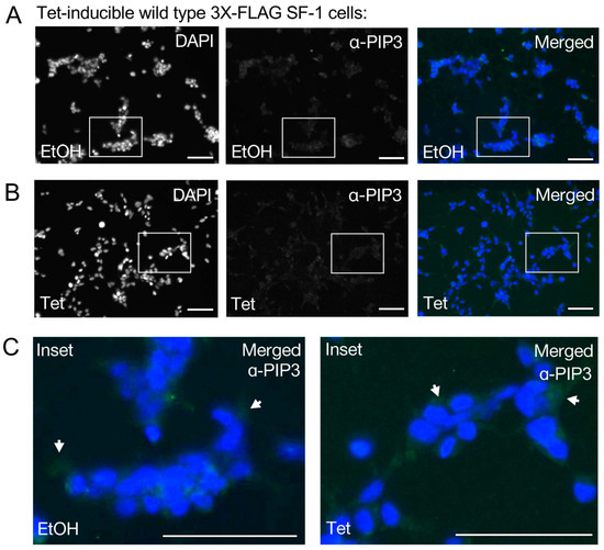 SF-1 Induces Nuclear PIP2