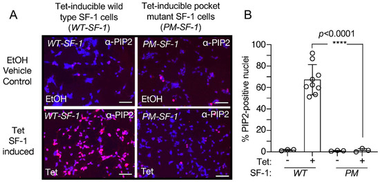 SF-1 Induces Nuclear PIP2