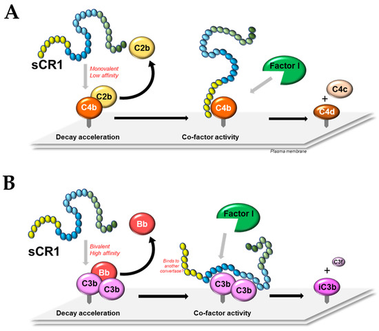 The Molecular Mechanisms of Complement Receptor 1—It Is Complicated