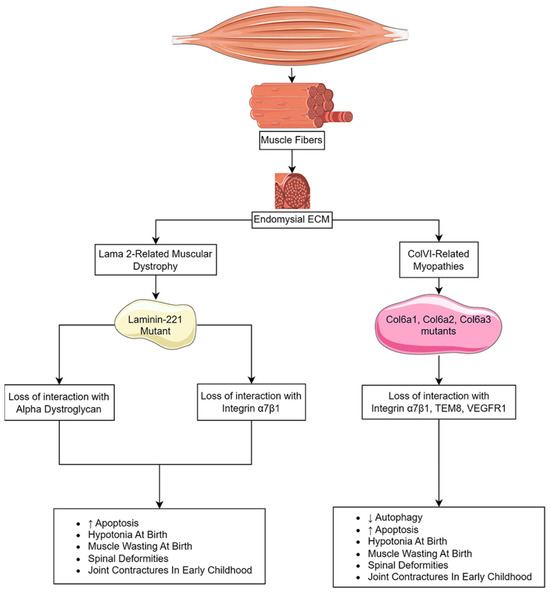 Pharmacotherapeutic Approaches to Treatment of Muscular Dystrophies