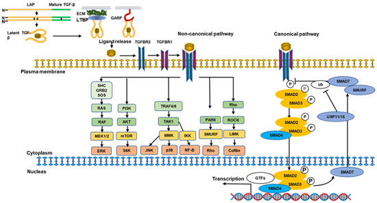 Biomolecules | Free Full-Text | The Role of the Transforming Growth Factor-β Signaling Pathway ...
