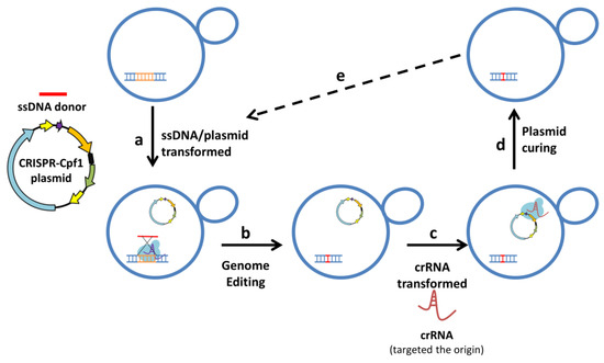 An Introduced RNA-Only Approach for Plasmid Curing via the CRISPR-Cpf1 System in Saccharomyces ...