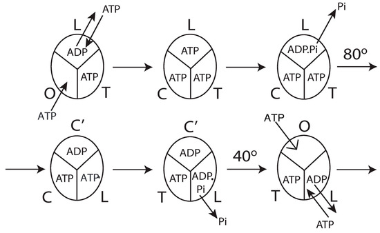 Biomolecules | Free Full-Text | Elucidating Events within the Black Box of Enzyme Catalysis in ...