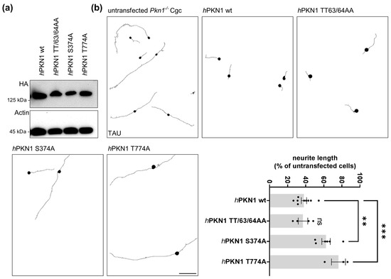 PKN1 Exerts Neurodegenerative Effects in an In Vitro Model of ...