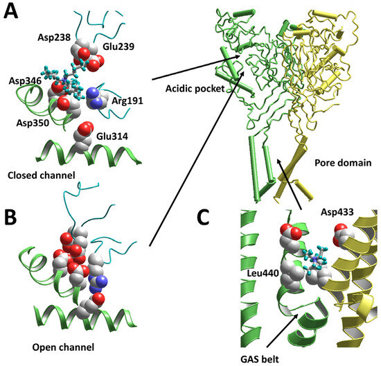 Probing the Proton-Gated ASIC Channels Using Tetraalkylammonium Ions