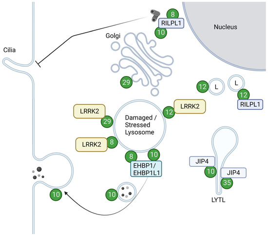 An Update on the Interplay between LRRK2, Rab GTPases and Parkinson’s ...