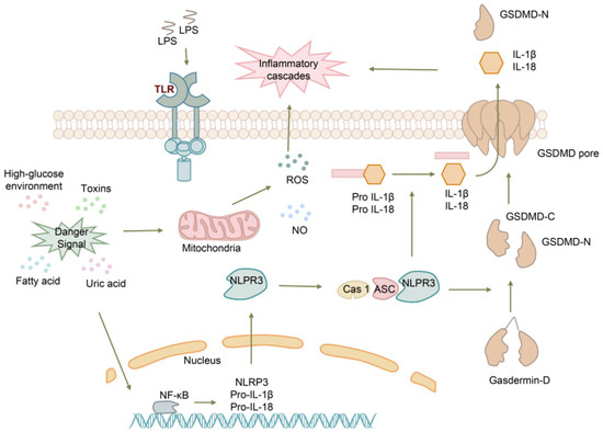 Gasdermin D: A Potential New Auxiliary Pan-Biomarker for the Detection ...