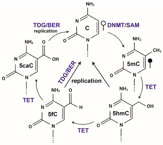 Biomolecules | Free Full-Text | Transgenerational Epigenetic DNA ...