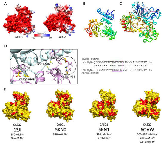 The Structural–Functional Crosstalk of the Calsequestrin System ...