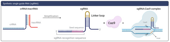 gRNA Design: How Its Evolution Impacted on CRISPR/Cas9 Systems Refinement