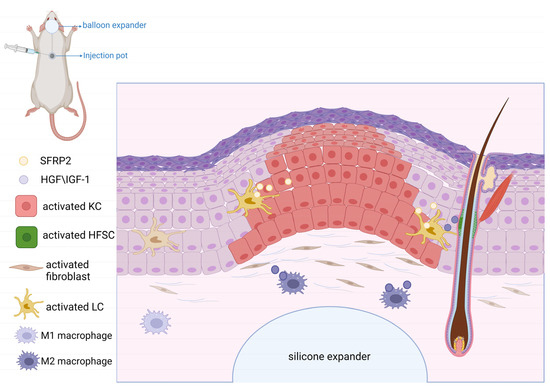Biomolecules | Free Full-Text | The Roles of WNT Signaling Pathways in ...