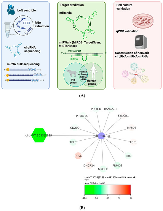 A CircRNA–miRNA–mRNA Network for Exploring Doxorubicin- and Myocet ...