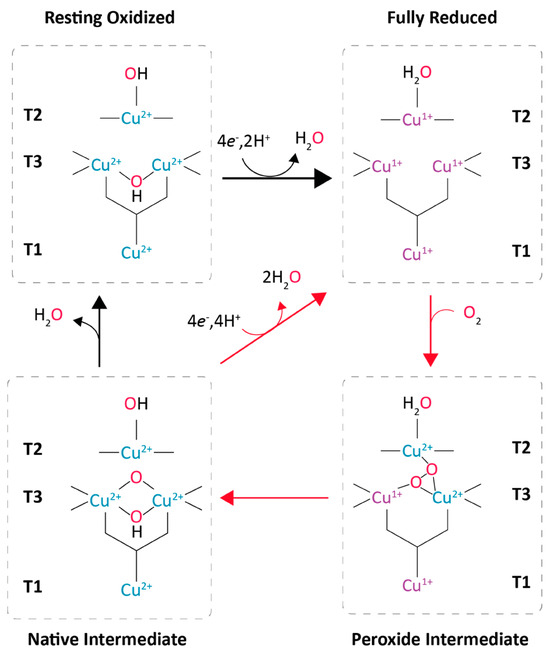 Fungal Laccases: Fundamentals, Engineering and Classification Update
