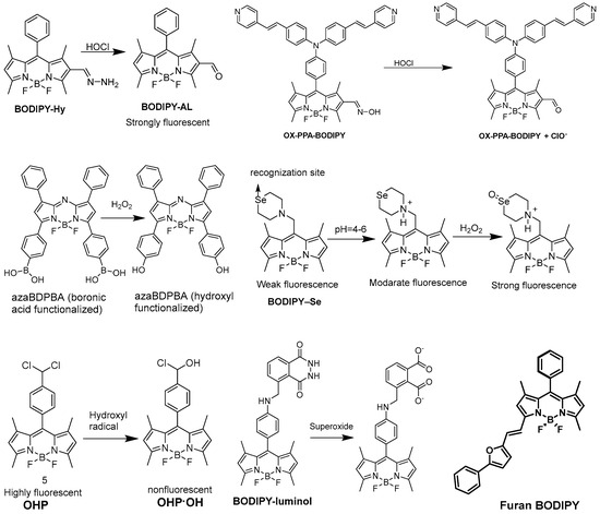 BODIPY-Based Molecules for Biomedical Applications