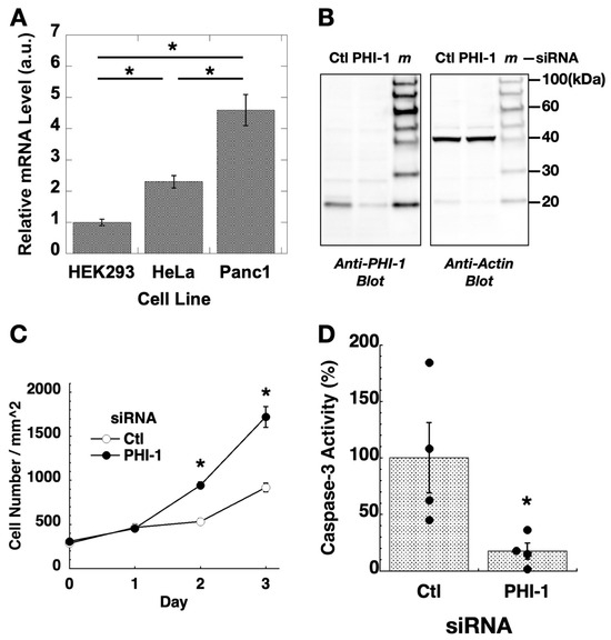 PHI-1, an Endogenous Inhibitor Protein for Protein Phosphatase-1 and a ...
