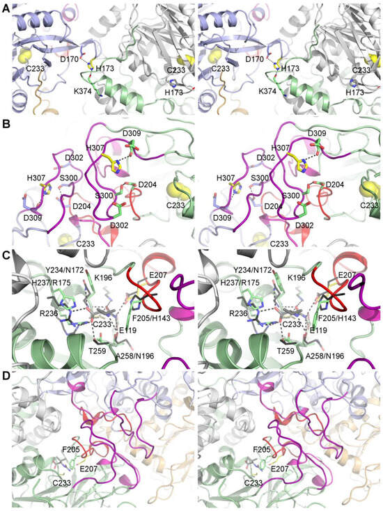 The Allosteric Regulation of Β-Ureidopropionase Depends on Fine-Tuned ...