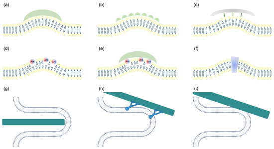 Membrane Proteins and Membrane Curvature: Mutual Interactions and a ...