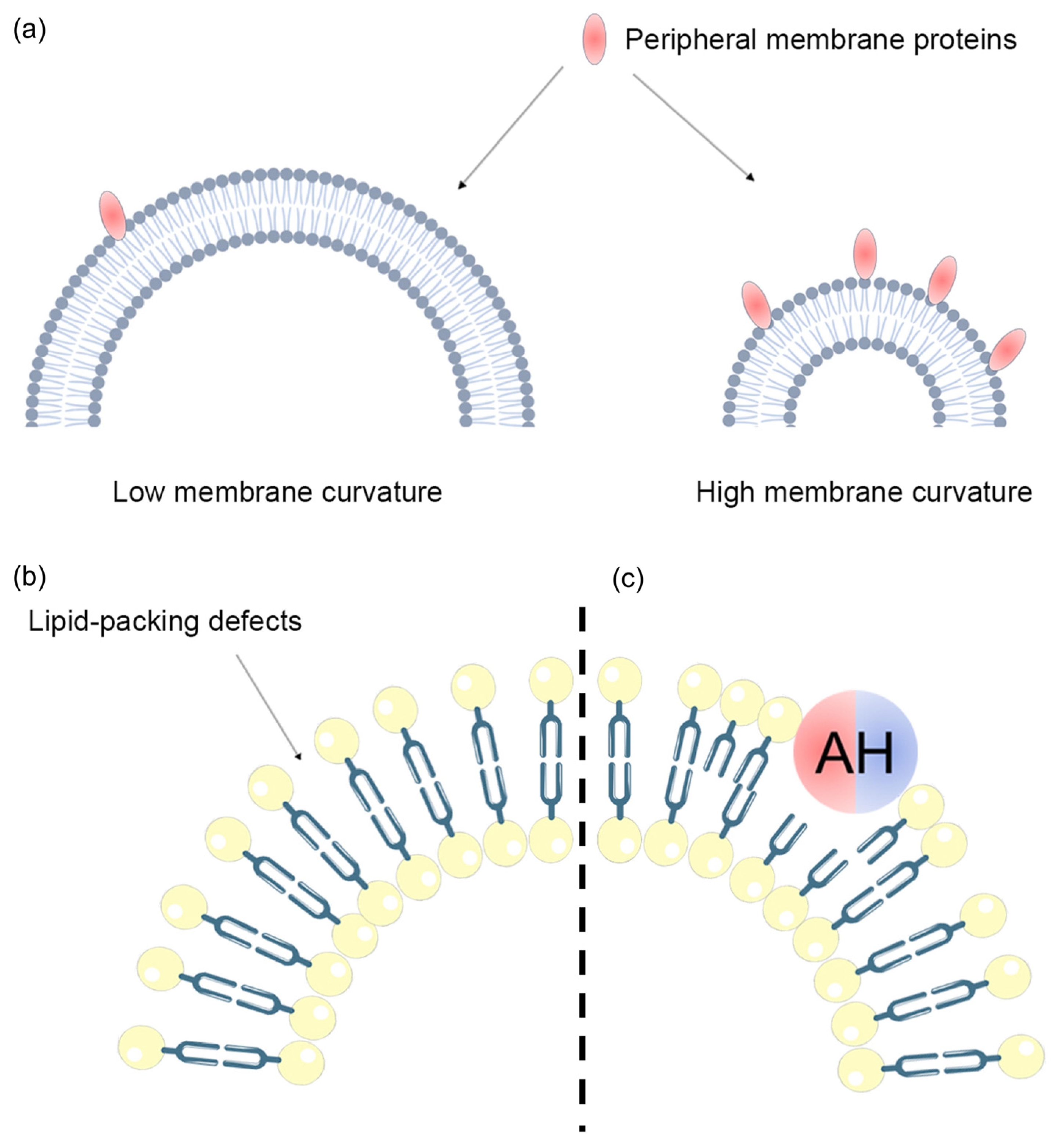 Membrane Proteins and Membrane Curvature: Mutual Interactions and a Perspective on Disease ...