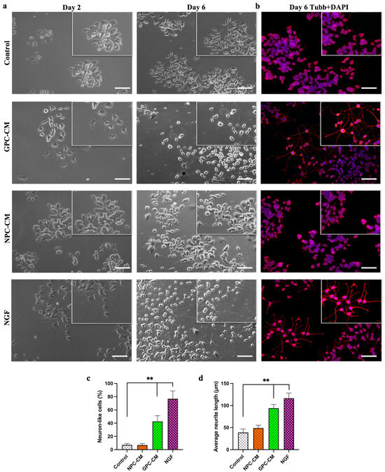 Biomolecules | Free Full-Text | Comparative Study of the Protective and ...