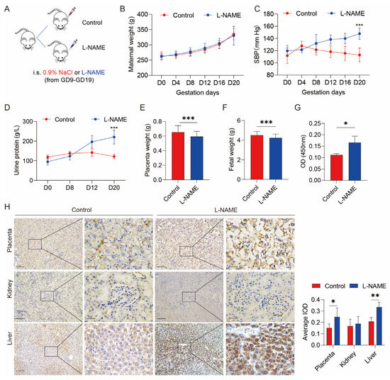 Improvement in Clinical Features of L-NAME-Induced Preeclampsia-like ...
