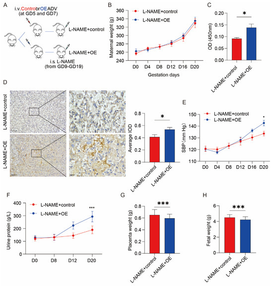 Improvement in Clinical Features of L-NAME-Induced Preeclampsia-like ...