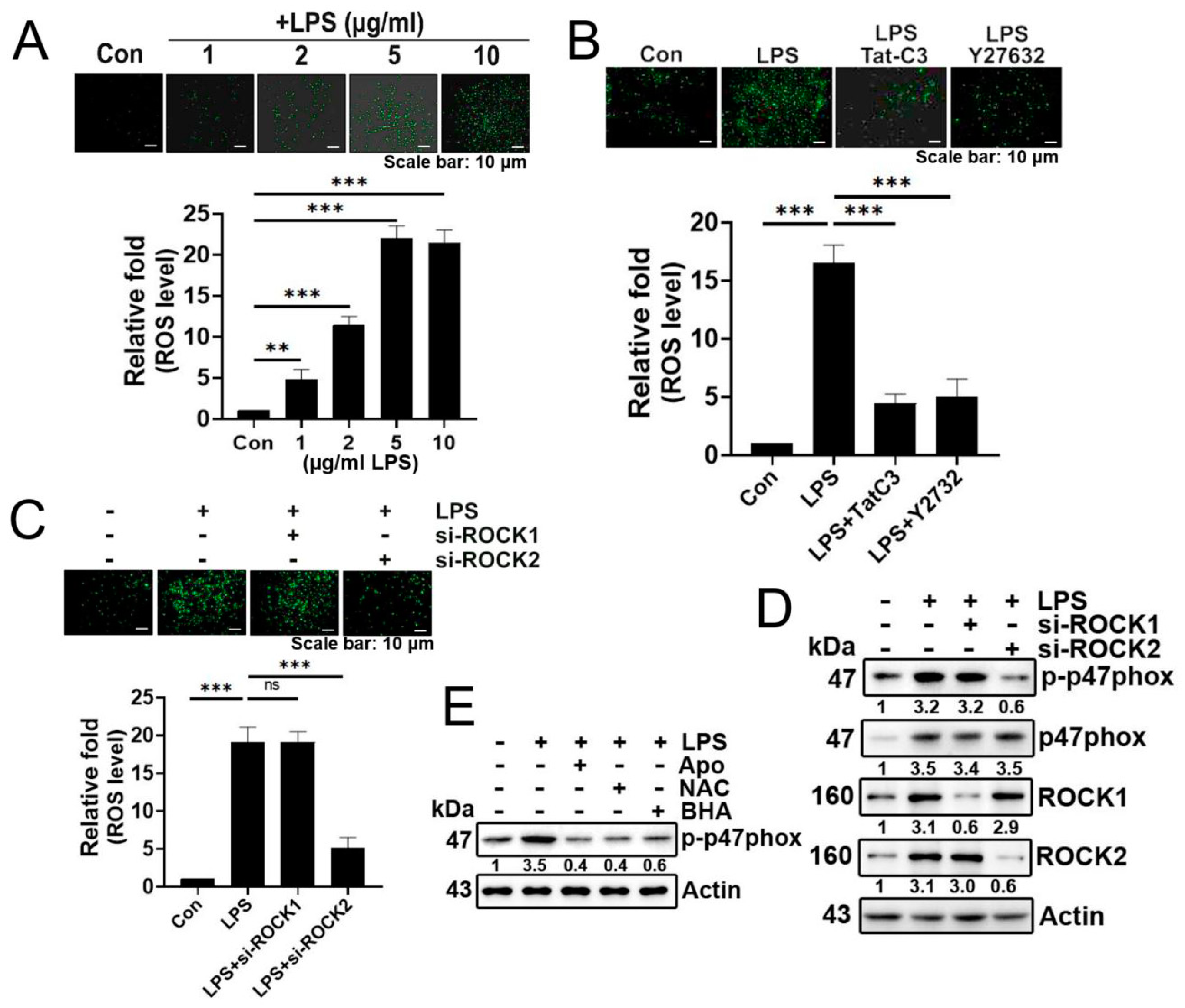 Lipopolysaccharide Stimulates A549 Cell Migration through p-Tyr 42 RhoA ...