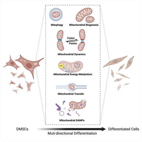 Mitochondria in Multi-Directional Differentiation of Dental-Derived ...