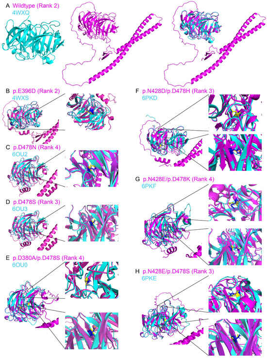 Evaluation of Myocilin Variant Protein Structures Modeled by AlphaFold2
