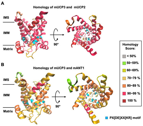 Uncoupling Protein 3 Catalyzes the Exchange of C4 Metabolites Similar ...