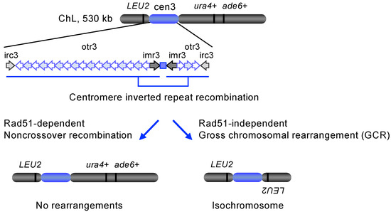 Gross Chromosomal Rearrangement at Centromeres