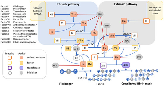 The Role of the Complement System in the Pathogenesis of Infectious ...